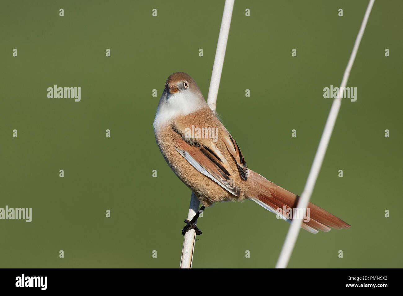 Bearded reedling habitat hi-res stock photography and images - Alamy