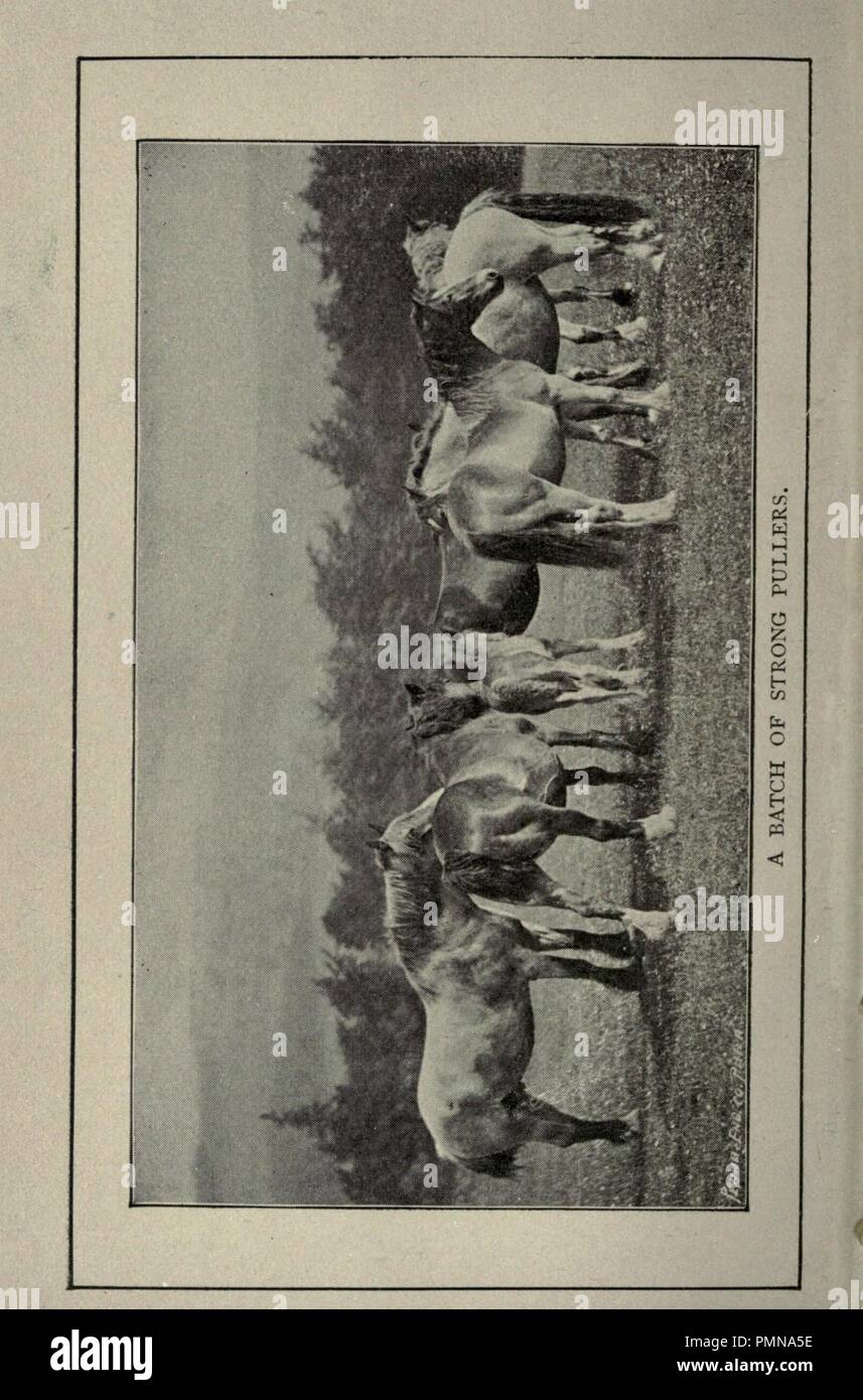 Biggle hi-res stock photography and images - Alamy