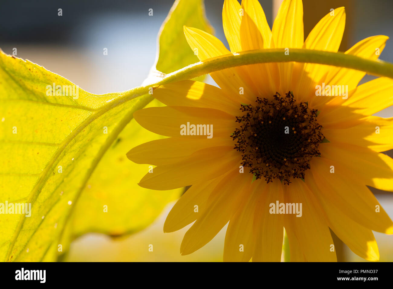 Sunflower backlit hi-res stock photography and images - Alamy
