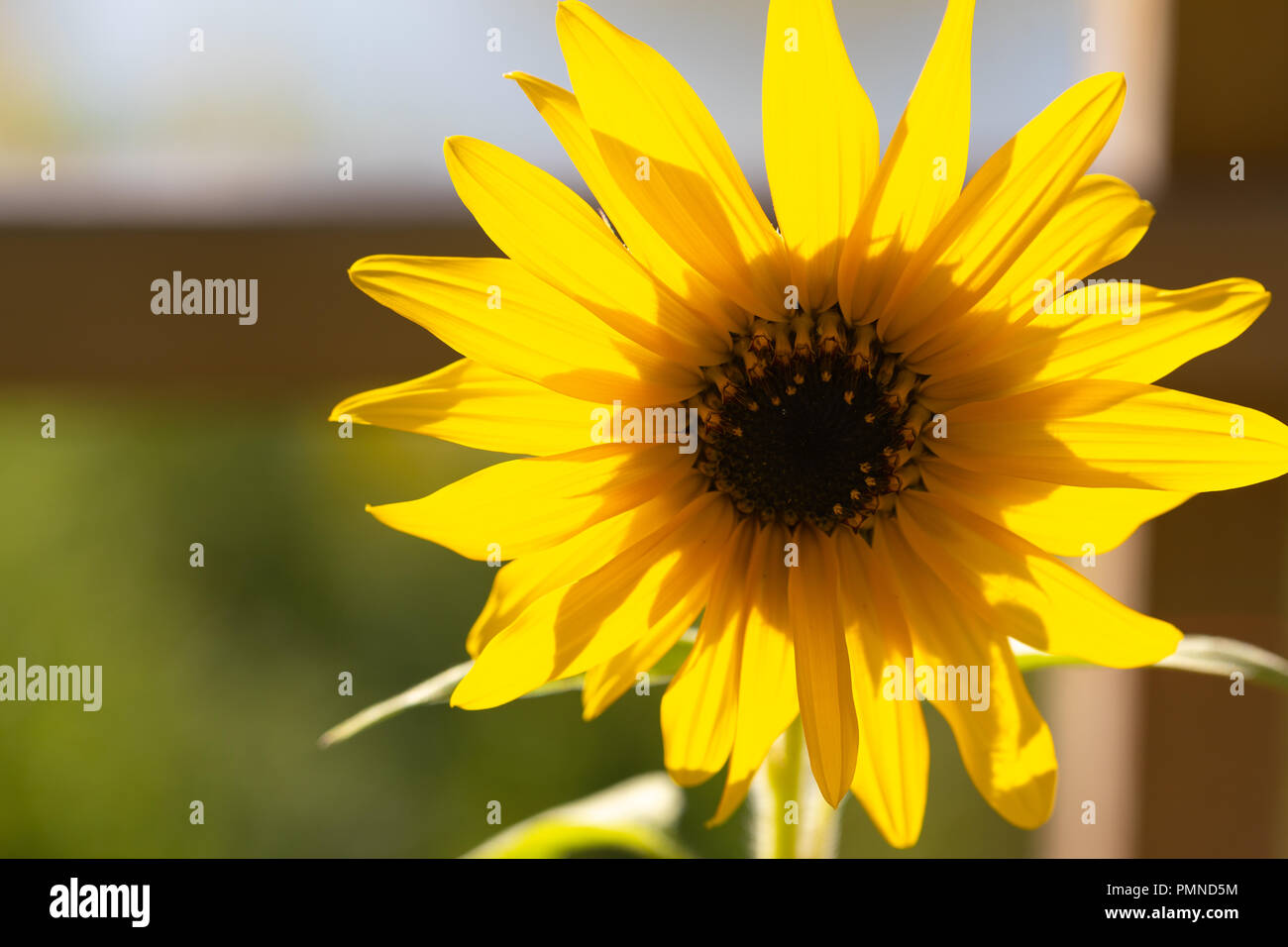 Sunflower backlit hi-res stock photography and images - Alamy