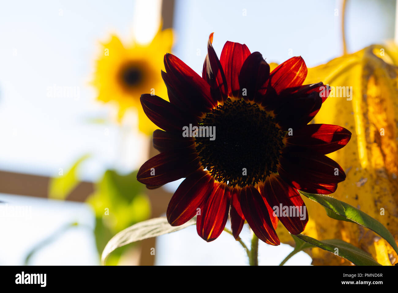 Sunflower backlit hi-res stock photography and images - Alamy