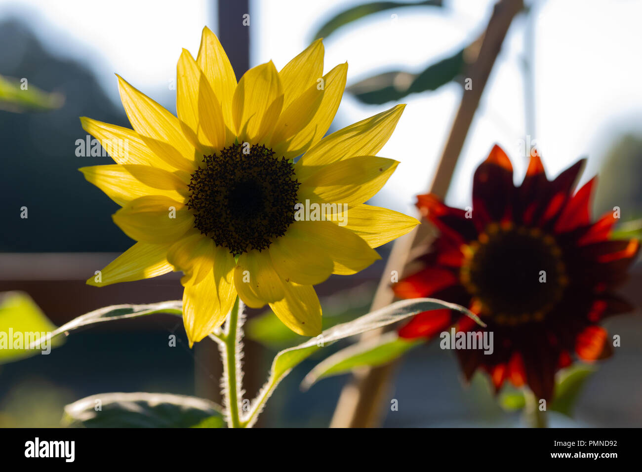 Sunflower backlit hi-res stock photography and images - Alamy