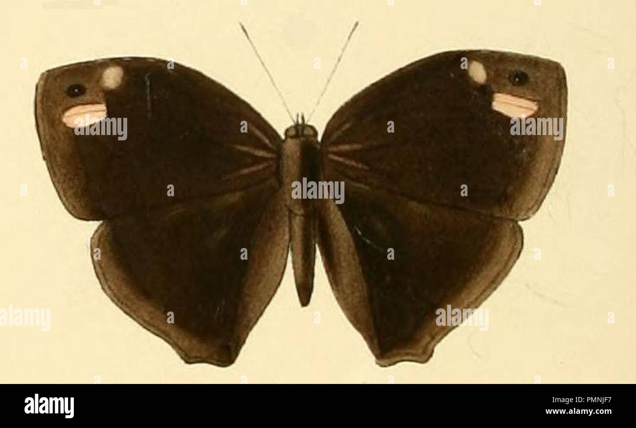 Bicyclus hi-res stock photography and images - Alamy