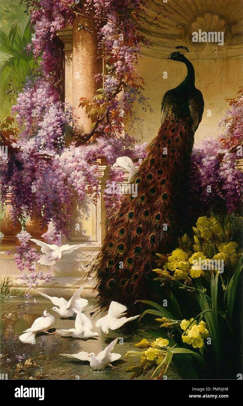 Peacock doves hi-res stock photography and images - Alamy