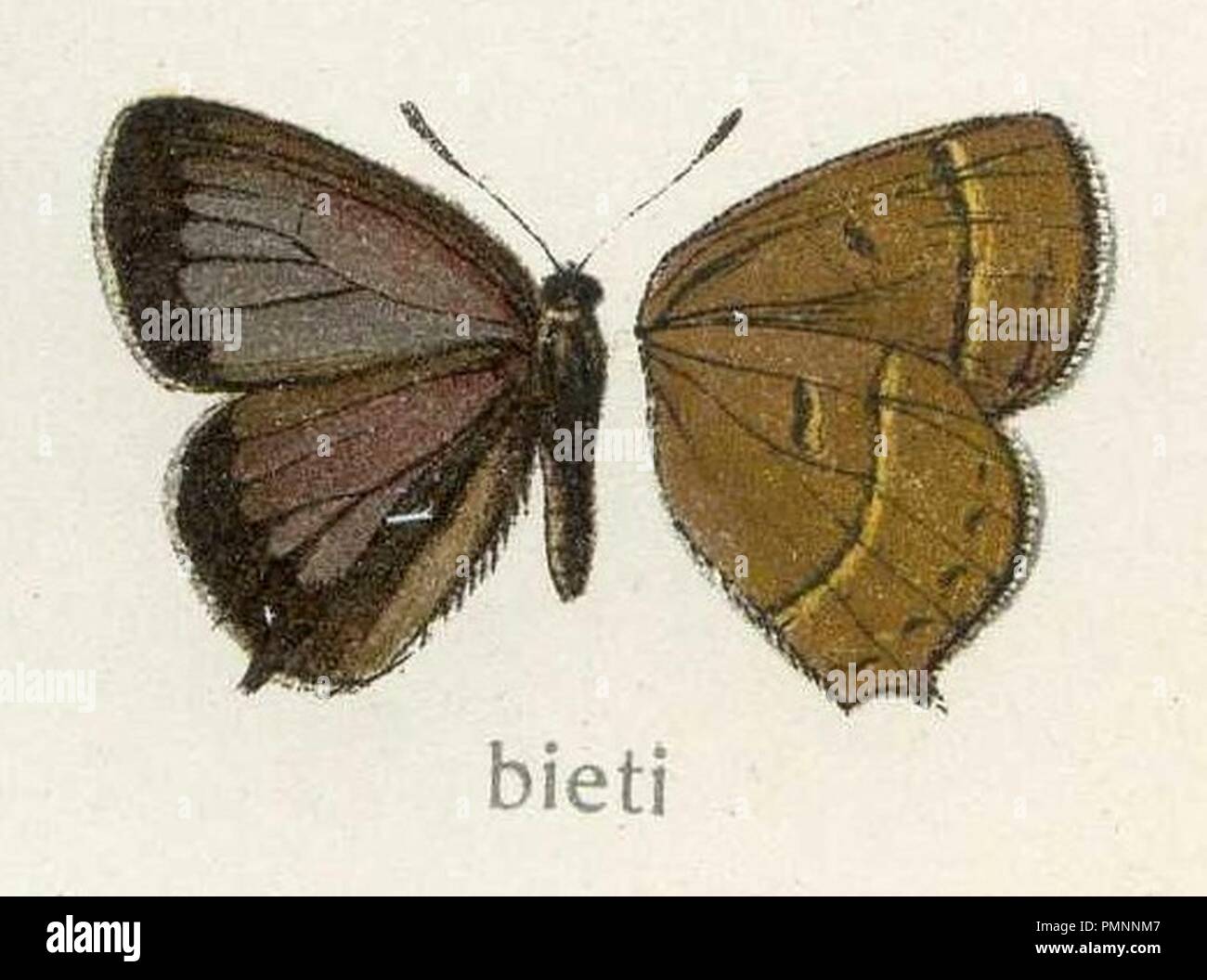 Bieta hi-res stock photography and images - Alamy