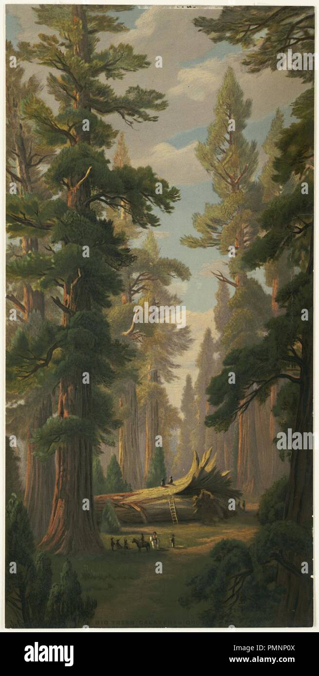 Big Trees, Calaveras Grove 2 Stock Photo - Alamy