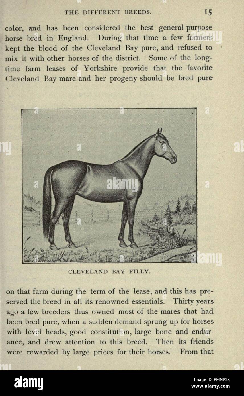 Biggle hi-res stock photography and images - Alamy