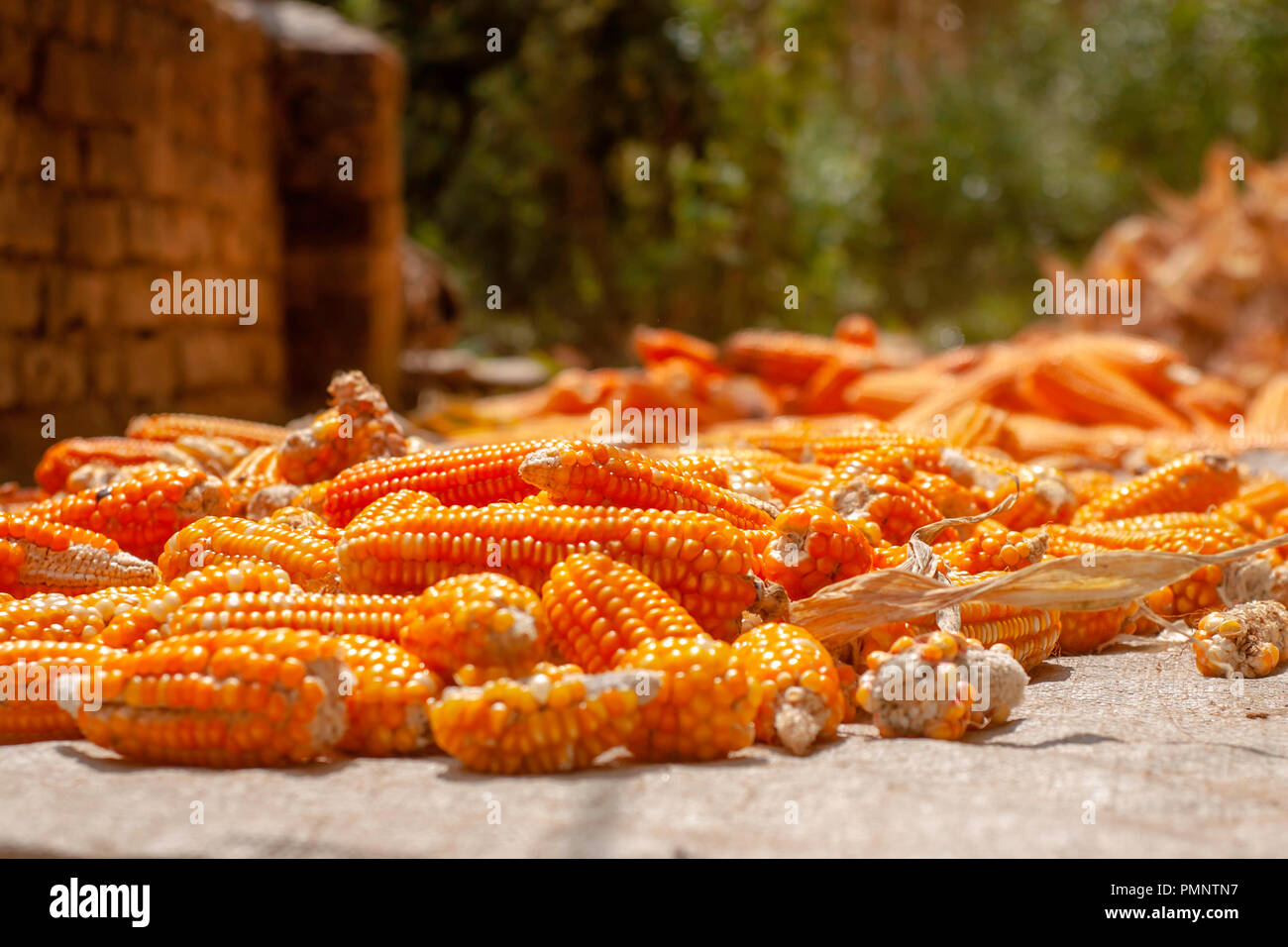 Nepal corn agriculture hi-res stock photography and images - Alamy
