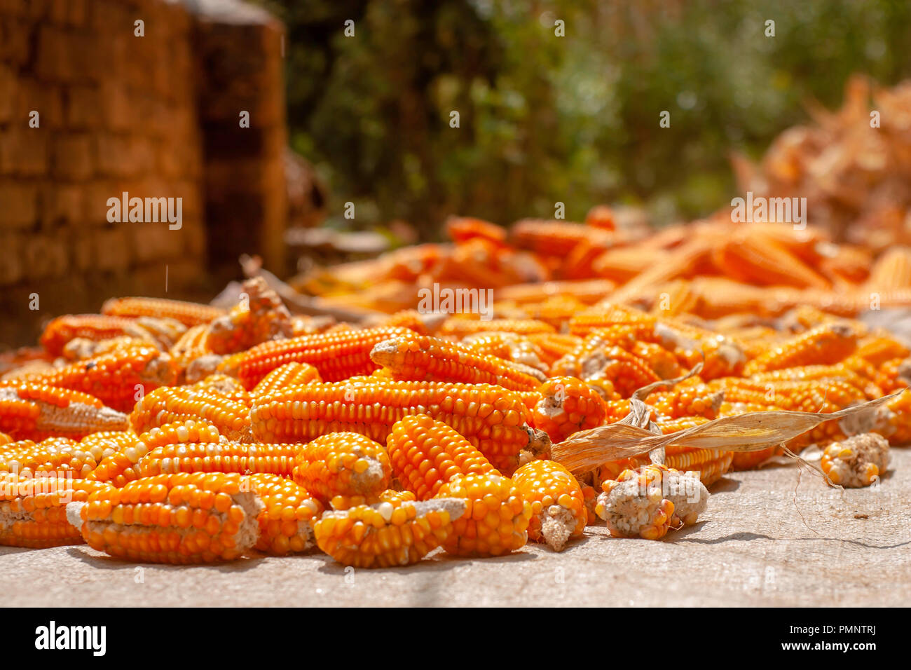 Nepal corn agriculture hi-res stock photography and images - Alamy
