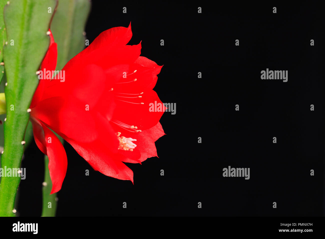 Nopalxochia ackermannii Kunth, Cactus flower Stock Photo - Alamy