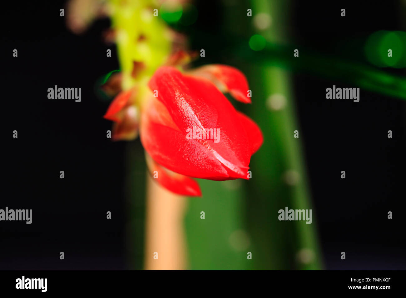 Nopalxochia ackermannii Kunth, Cactus flower Stock Photo - Alamy