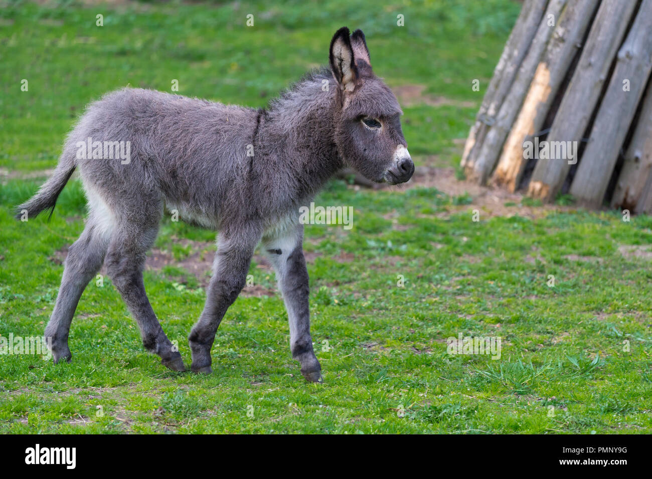 Domestic donkey hi-res stock photography and images - Alamy
