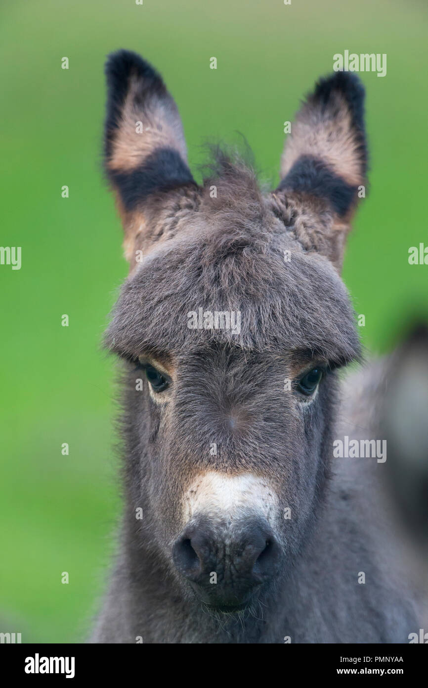Portrait grey donkey domestic hi-res stock photography and images - Alamy