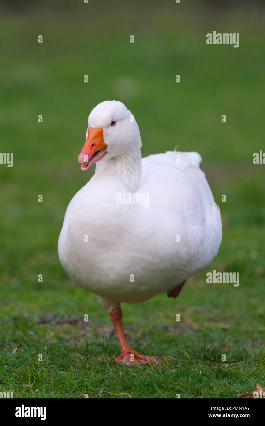 House of hesse hi-res stock photography and images - Alamy