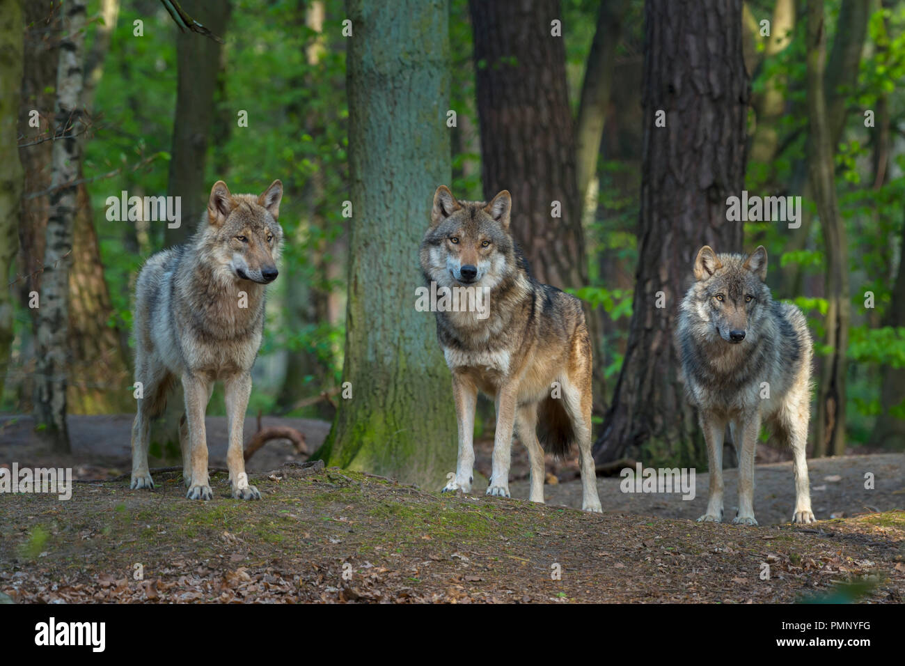 Group of wolves hi-res stock photography and images - Alamy