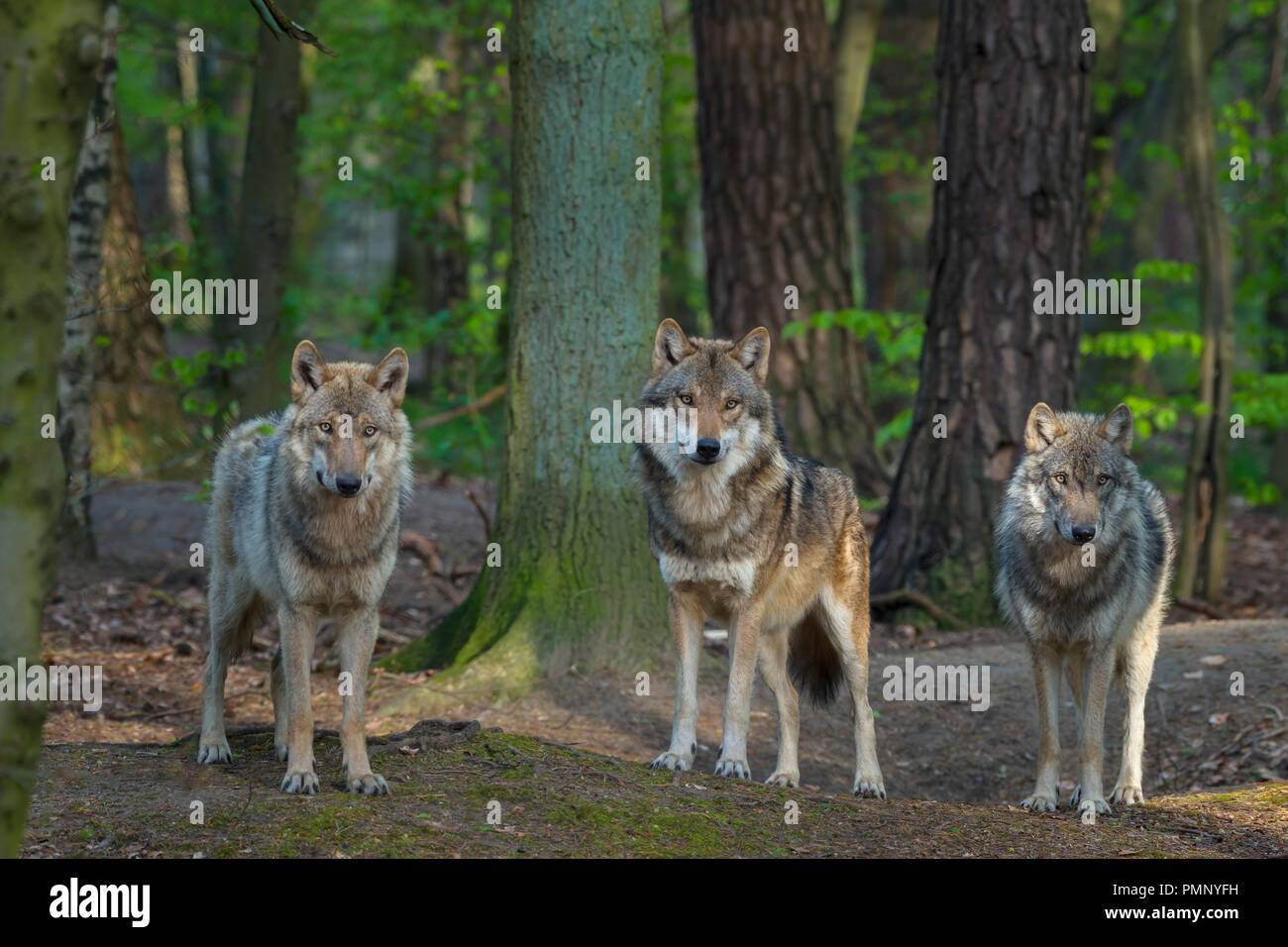 Group of wolves hi-res stock photography and images - Alamy