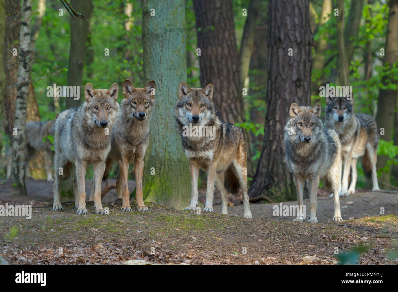 Wolf, Canis Lupus, Group of wolves, Germany, Europe Stock Photo - Alamy