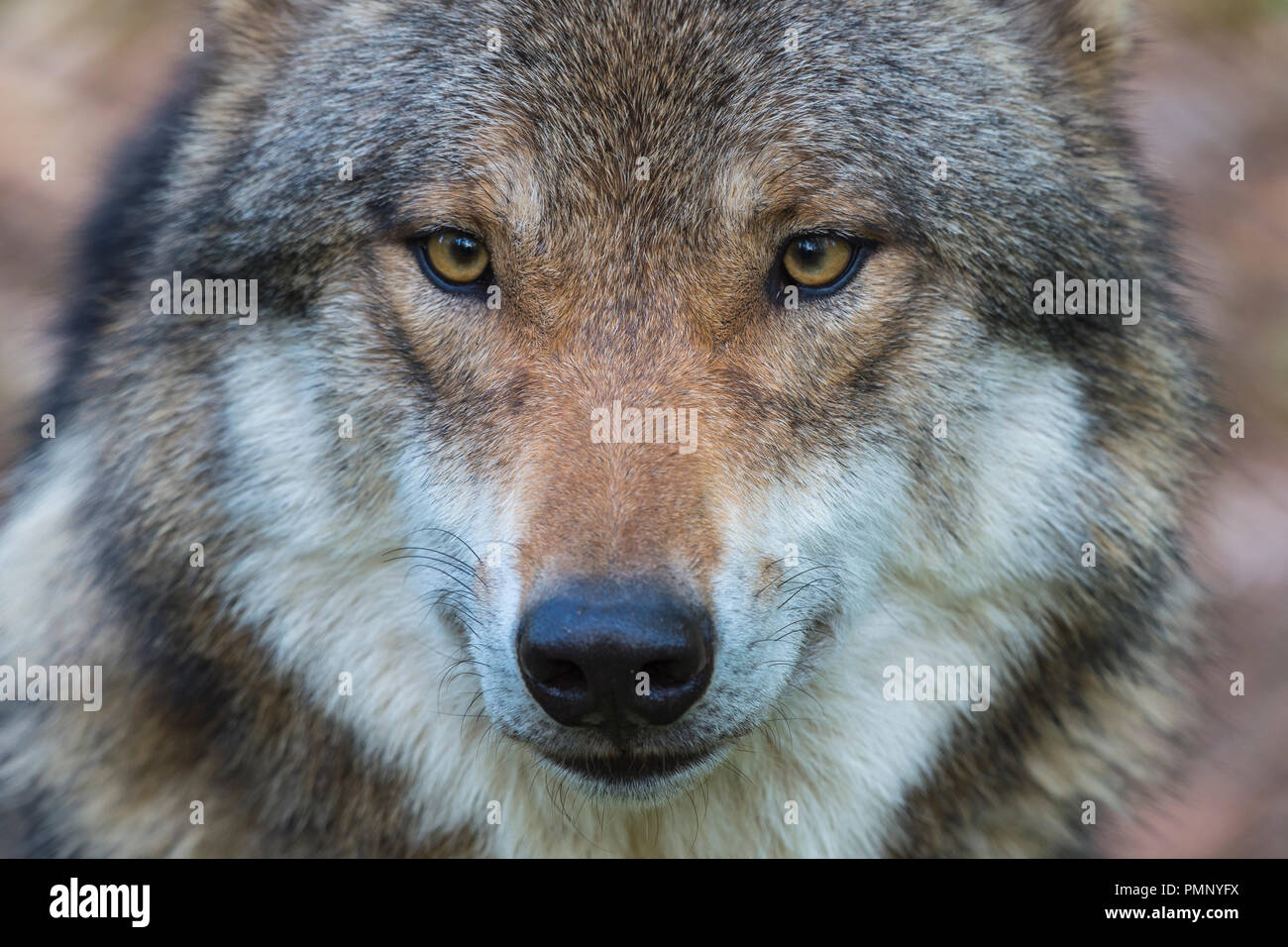 Wolf portrait europe hi-res stock photography and images - Alamy