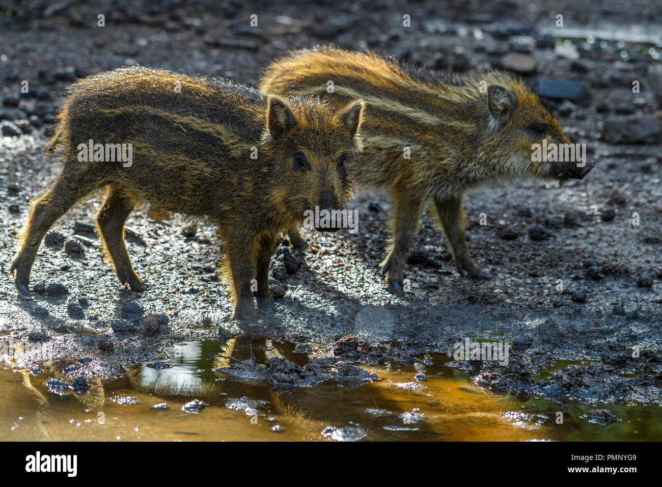 Two piglets wild boar hi-res stock photography and images - Alamy