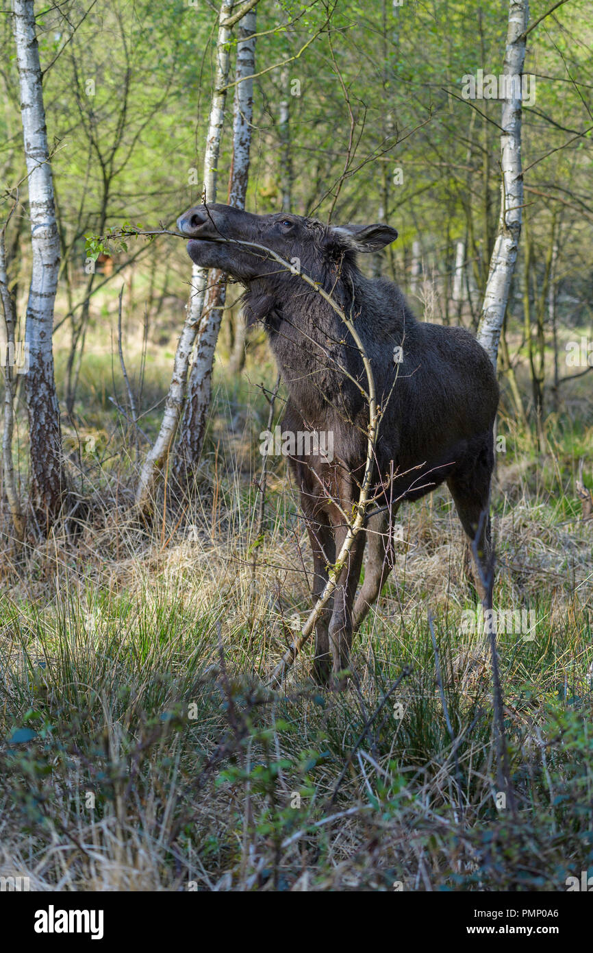 Elk alces alces hi-res stock photography and images - Alamy