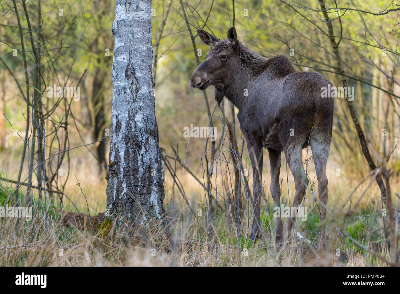 Moose, Elk, Alces alces, Germany, Europe Stock Photo - Alamy