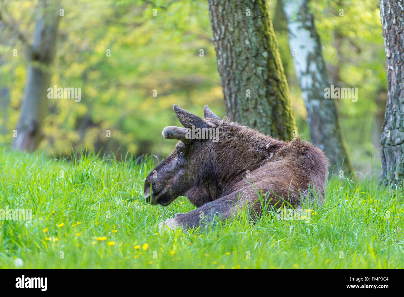 Moose, Elk, Alces alces, Spring, Germany, Europe Stock Photo - Alamy