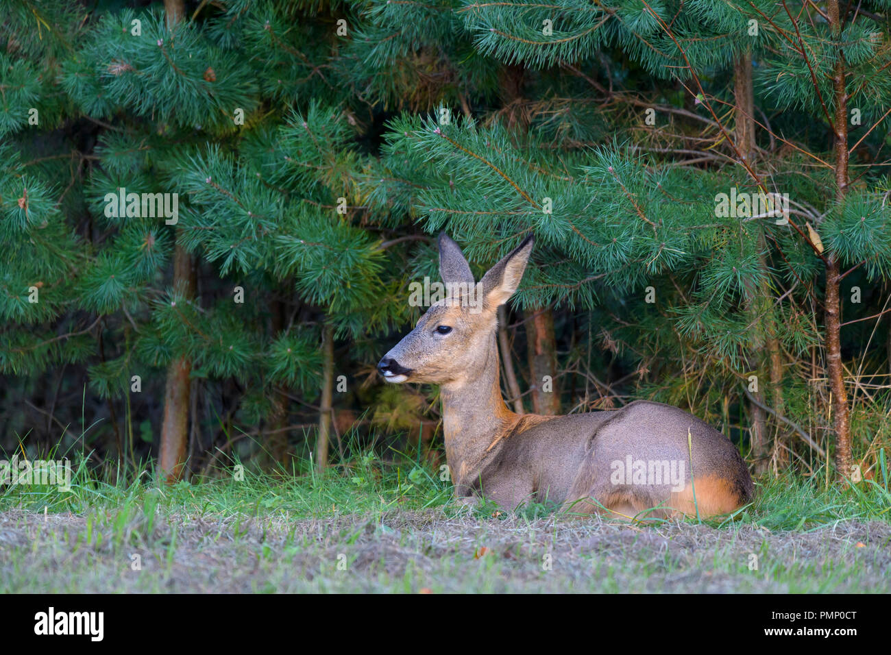 Roe Deer, Capreolus capreolus, late summer, Germany, Europe Stock Photo ...