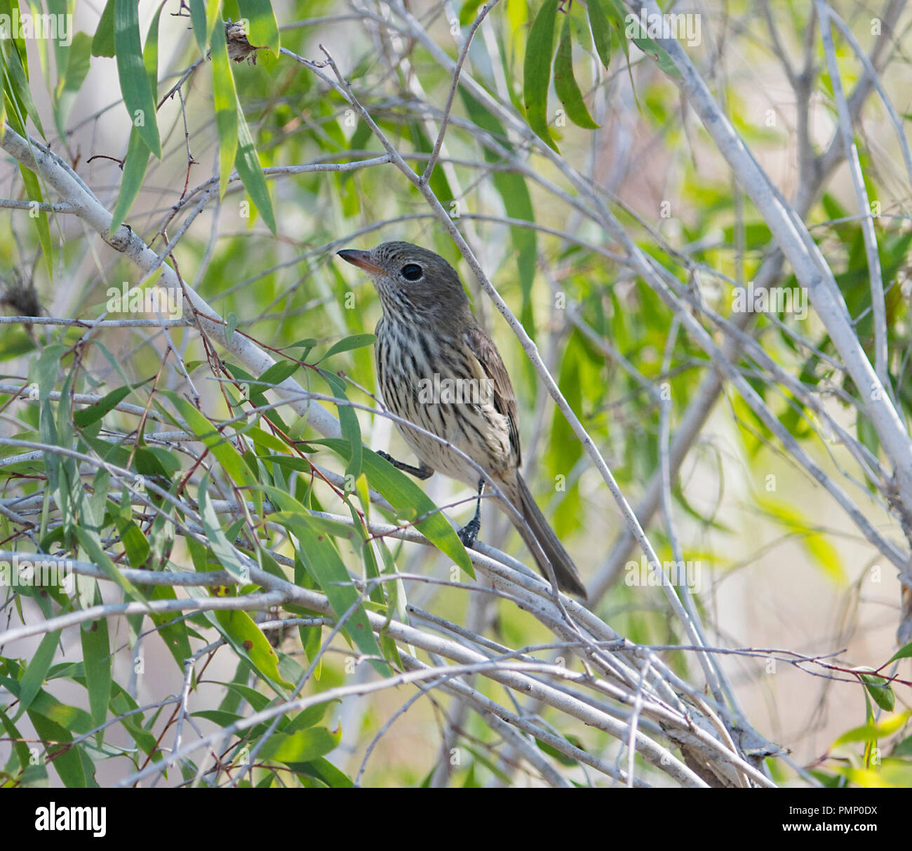 Queensland female rufous whistler hi-res stock photography and images ...