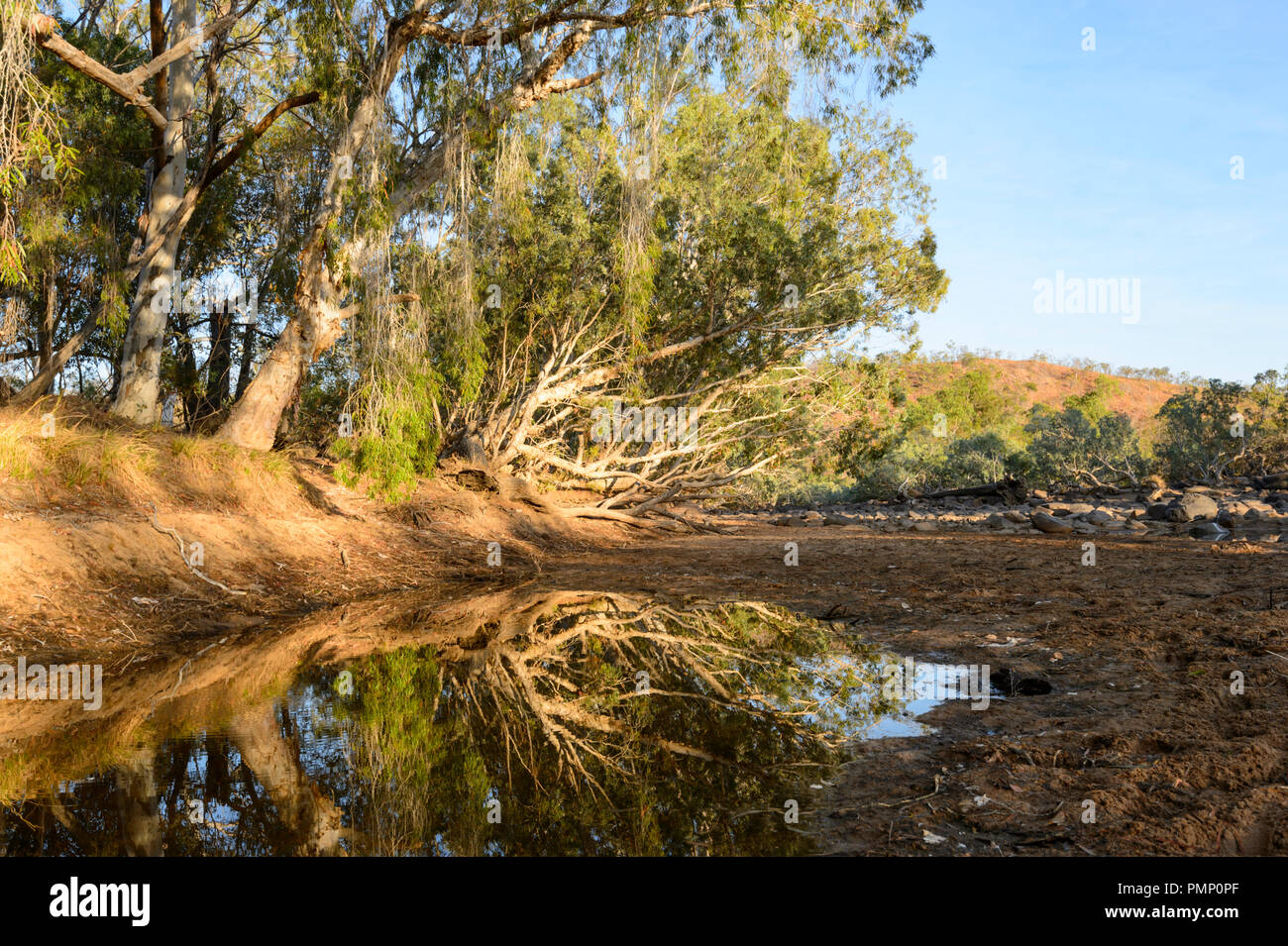 Paperbark trees hi-res stock photography and images - Alamy
