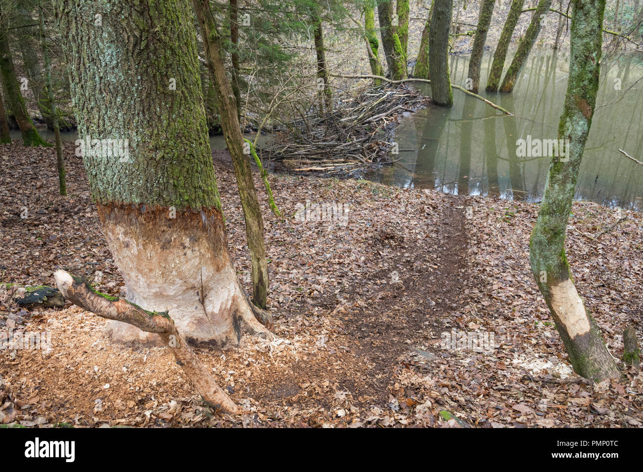Tree trunk showing teeth marks from gnawing by european beaver, Castor ...