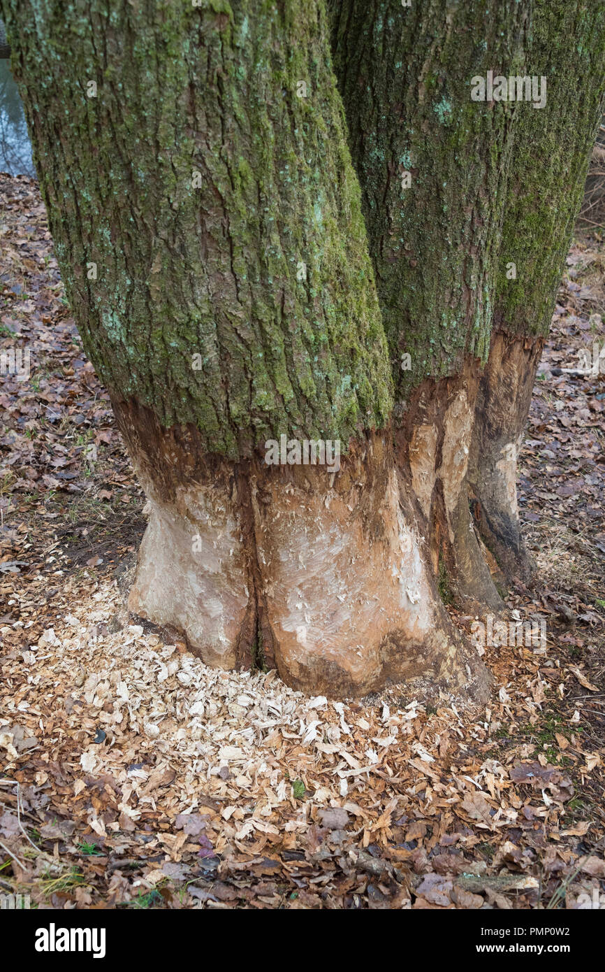 Tree trunk showing teeth marks from gnawing by european beaver, Castor ...