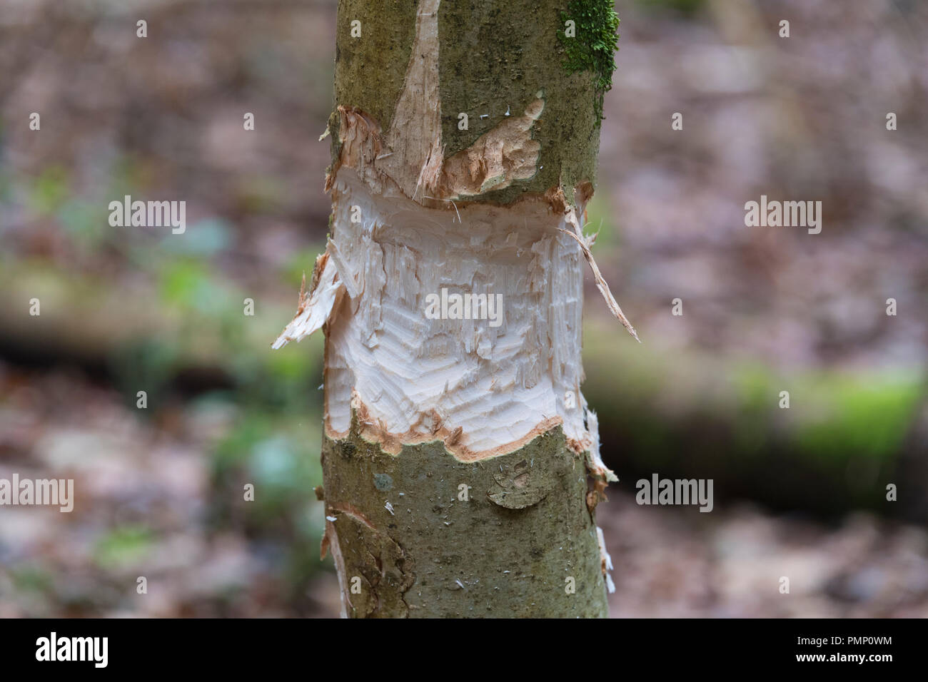 Tree trunk showing teeth marks from gnawing by european beaver, Castor ...