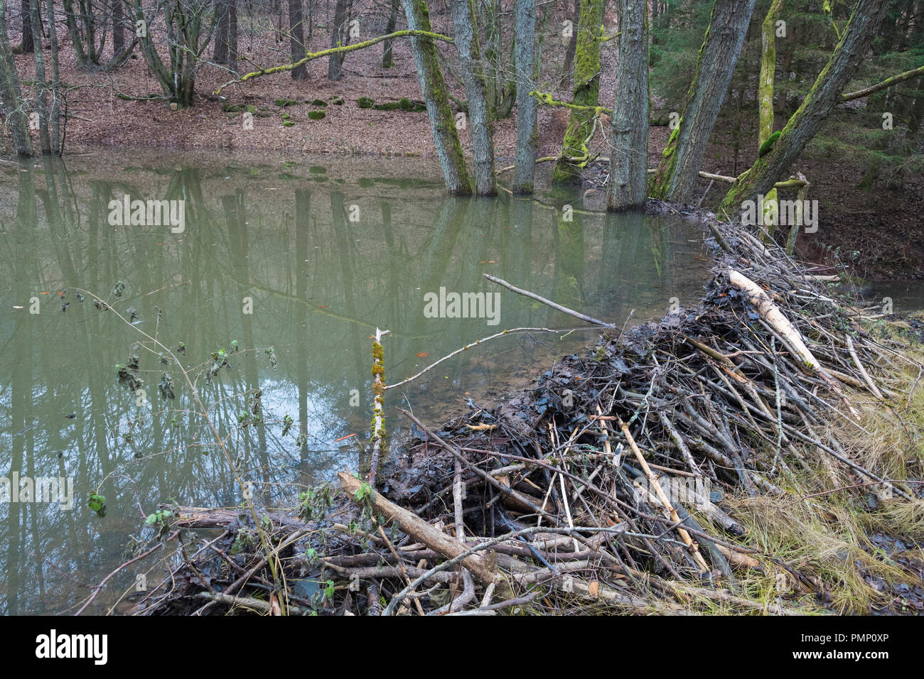 Beaver dam from european beaver, Castor fiber, Spessart, Bavaria ...