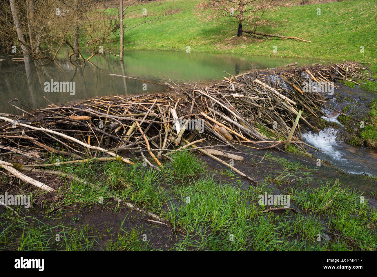 Beaver dam from european beaver, Castor fiber, Spessart, Bavaria ...