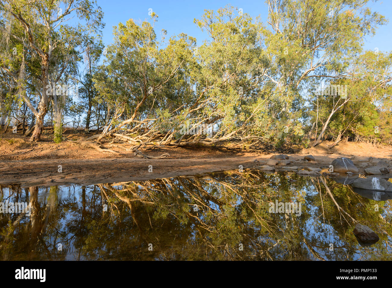 Paperbark trees hi-res stock photography and images - Alamy