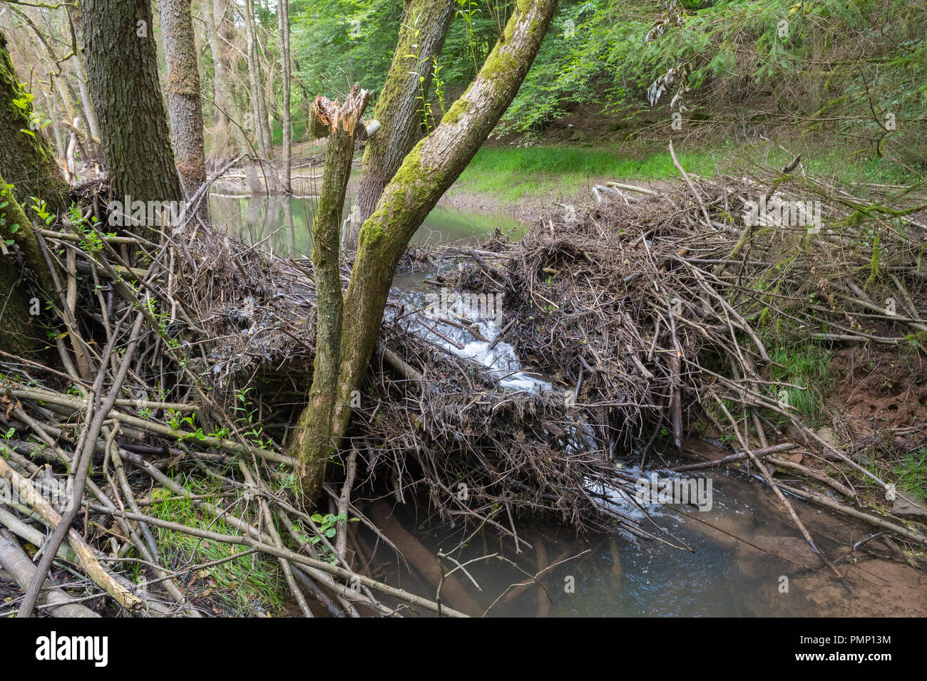 Broken beaver dam from european beaver, Castor fiber, Spessart, Bavaria ...