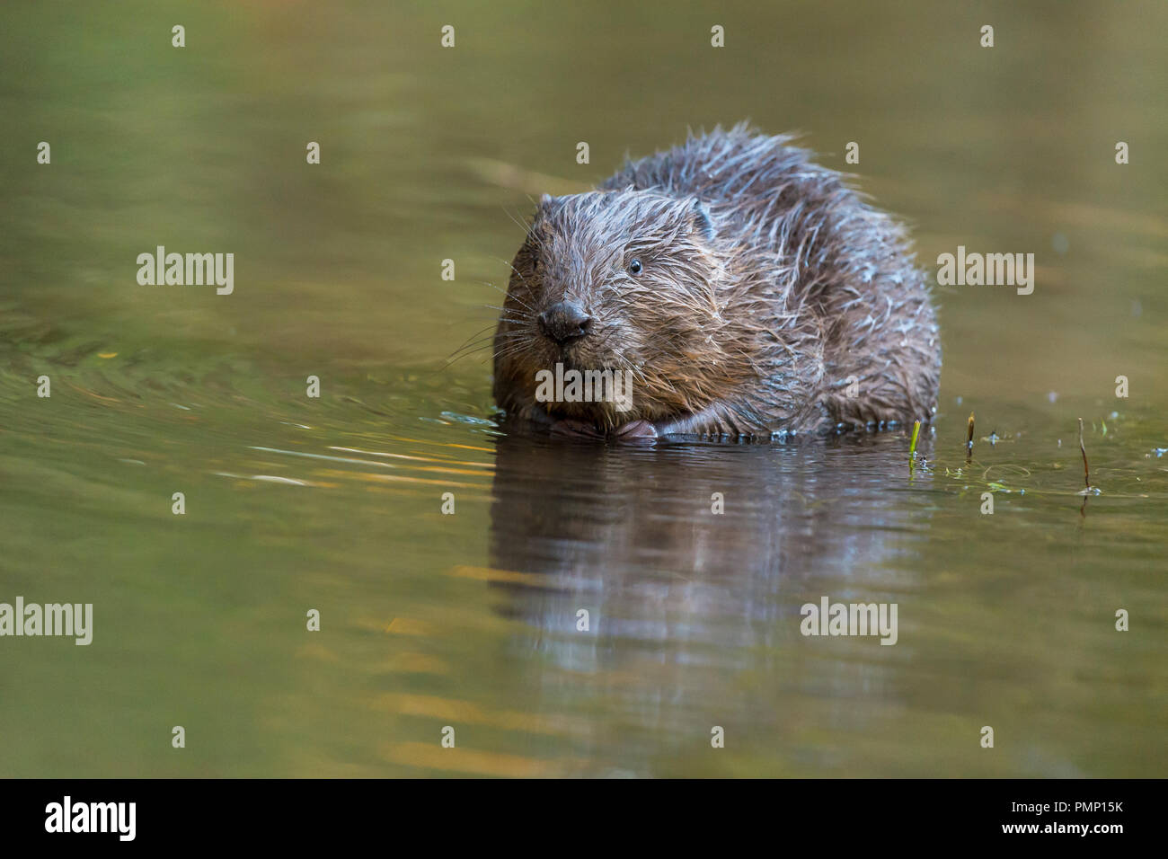 Beaver, European beaver, Castor fiber, Spessart, Bavaria, Germany Stock ...