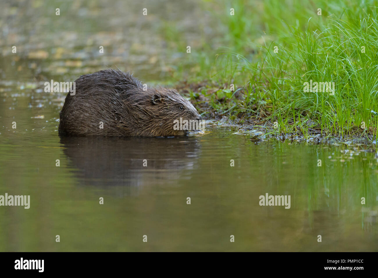 Beaver, European beaver, Castor fiber, Spessart, Bavaria, Germany Stock ...