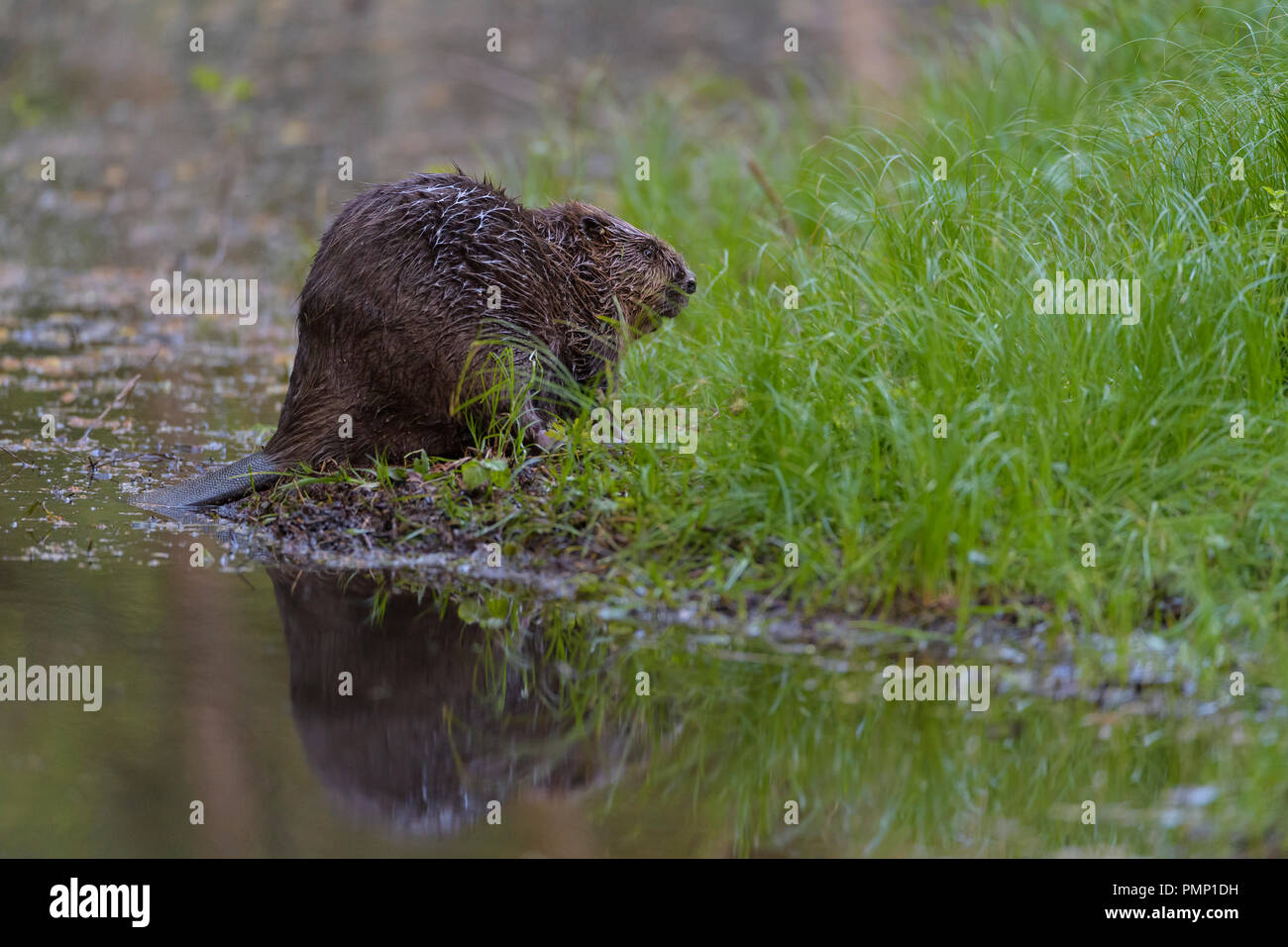 Beaver, European beaver, Castor fiber, Spessart, Bavaria, Germany Stock ...