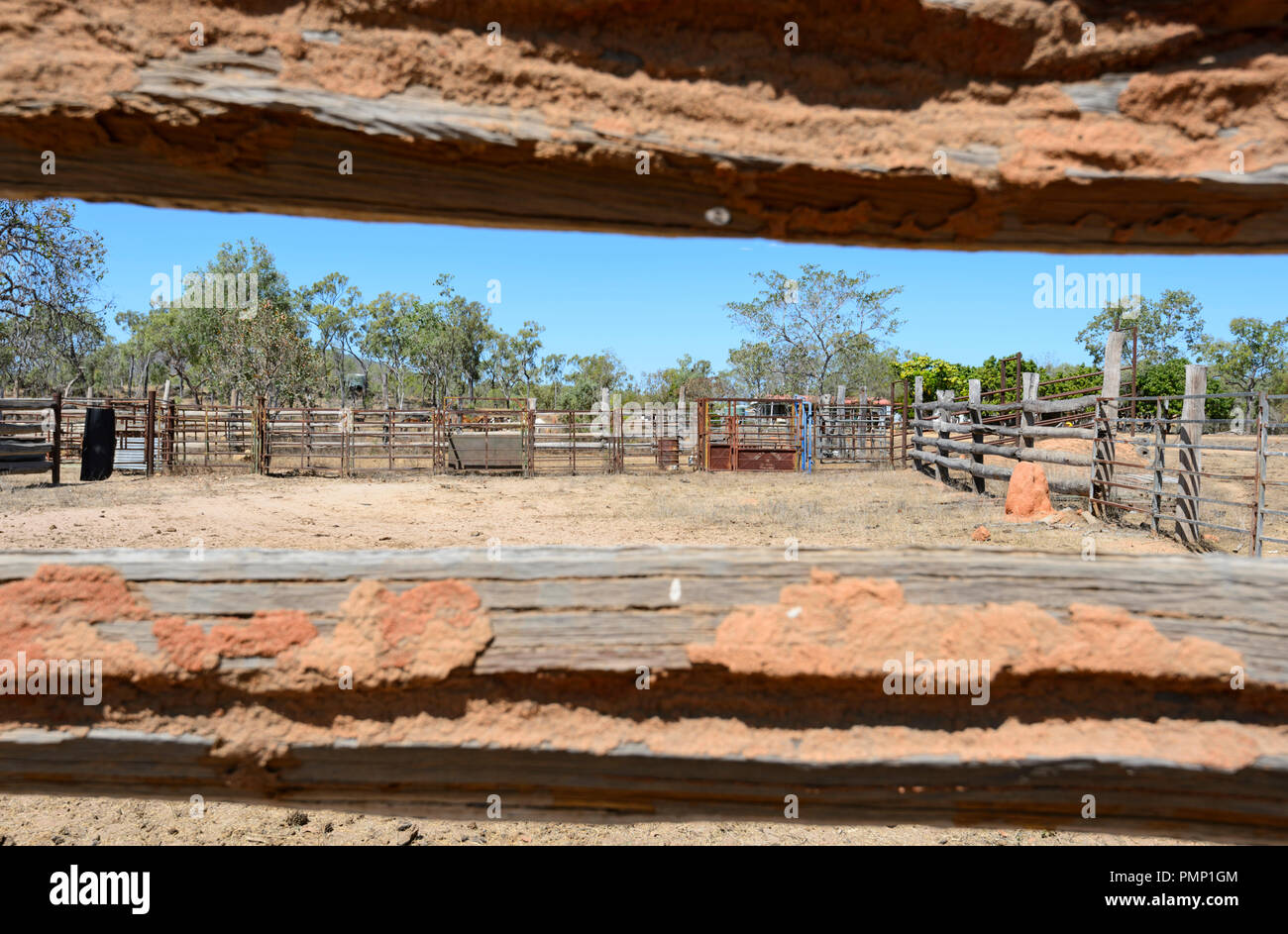 View of cattle yard with termite infested fences at Emu Creek cattle ...