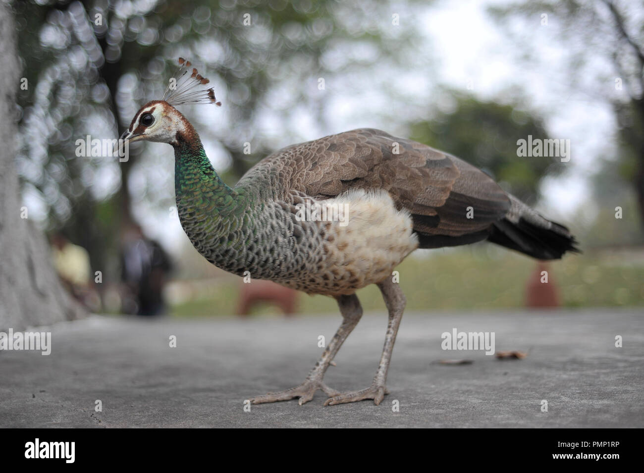 Indian peahen hi-res stock photography and images - Alamy