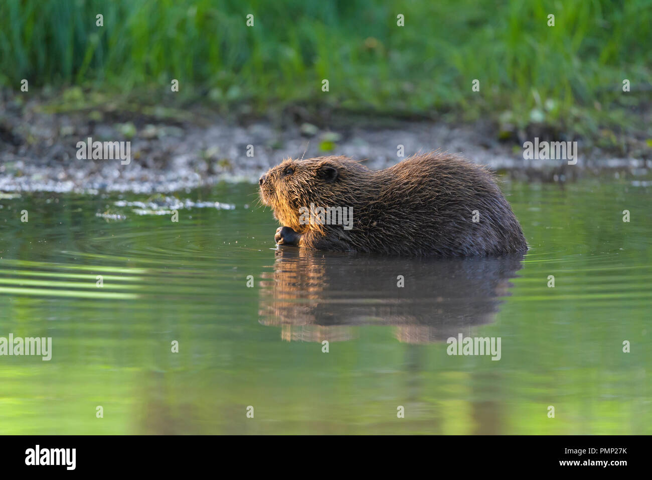 Beaver, European beaver, Castor fiber, Spessart, Bavaria, Germany Stock ...