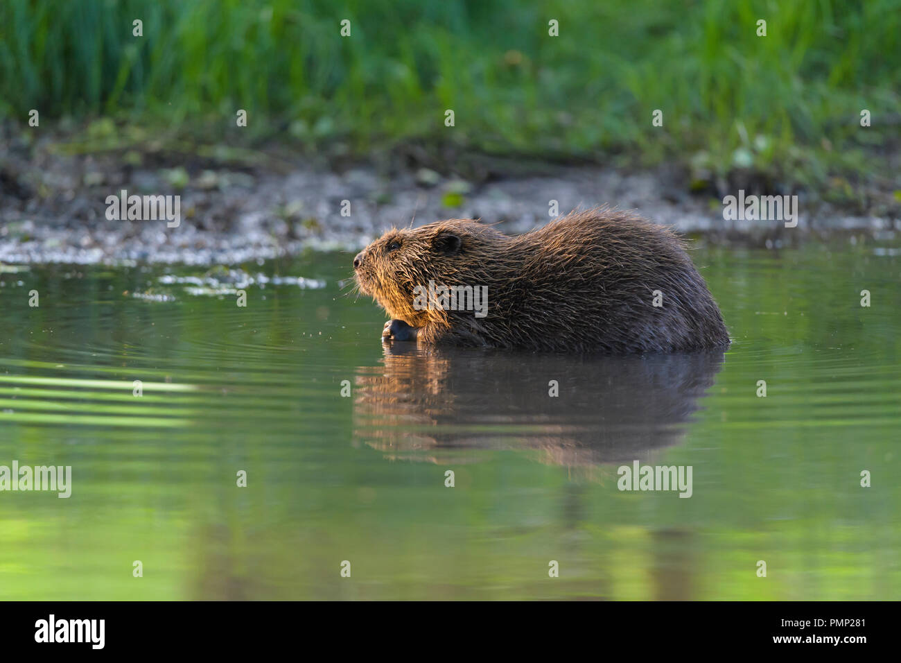 Castor fiber hi-res stock photography and images - Alamy