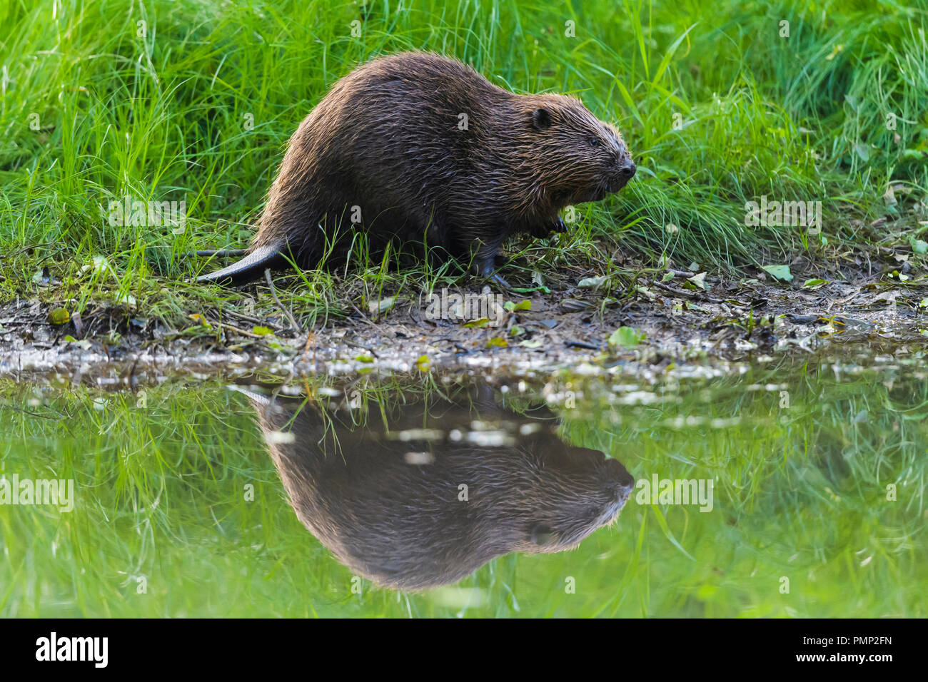 Beaver an hi-res stock photography and images - Alamy