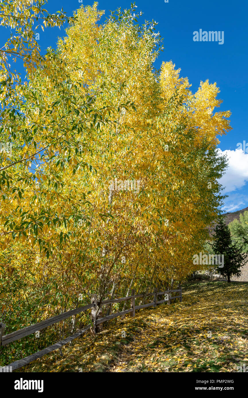 Aspen tree flower hi-res stock photography and images - Alamy