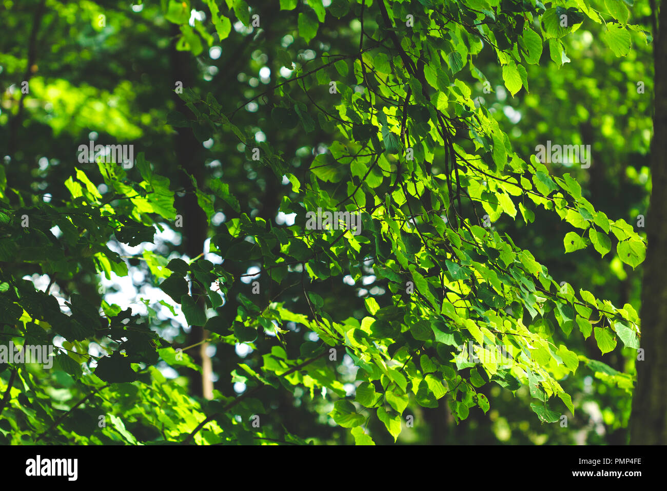 Beautiful spring leaves with bokeh lights in the spring forest hi-res ...