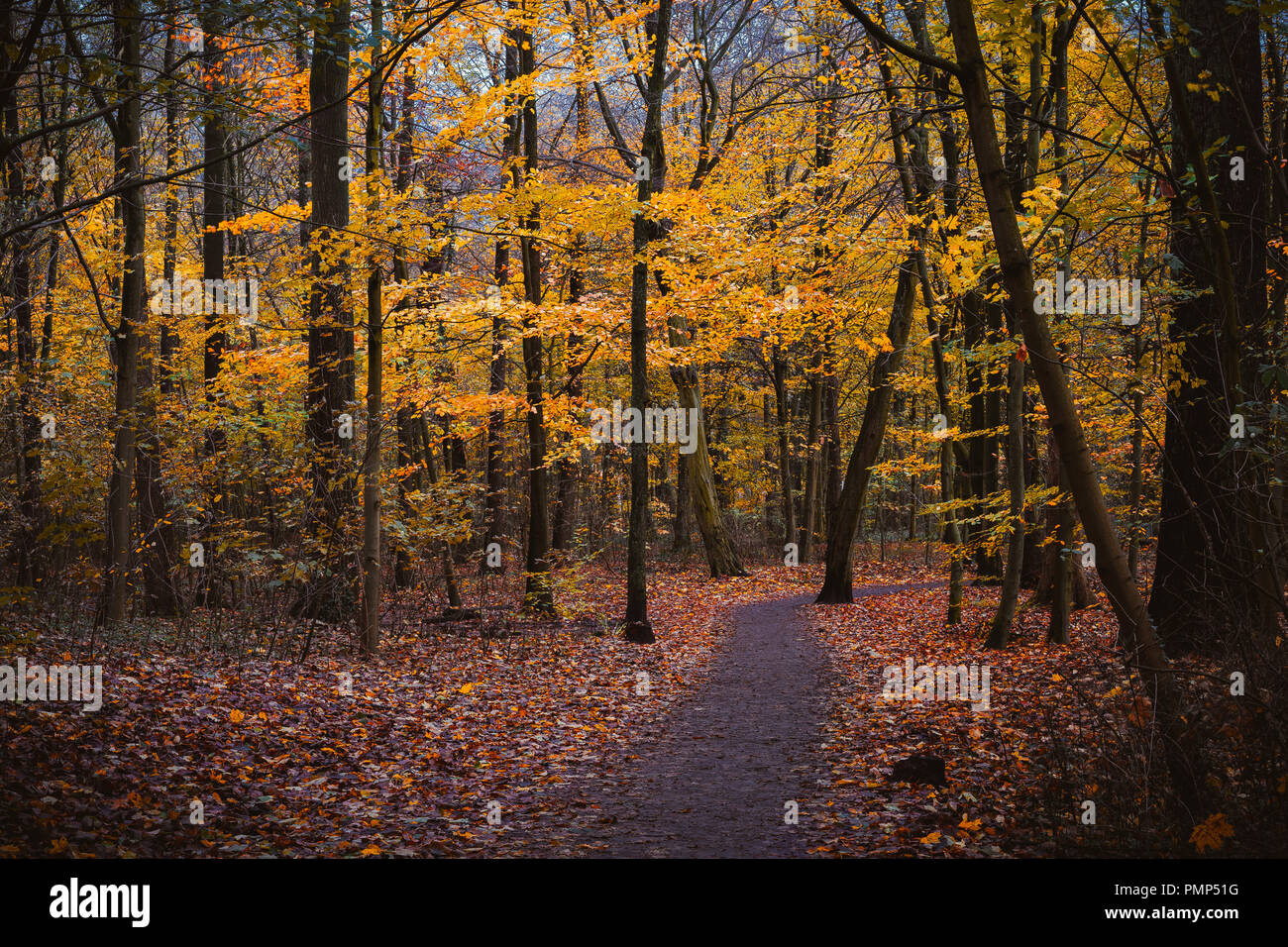 Autumn forest scene. Winding walking path foliage leaf fall and puddle ...