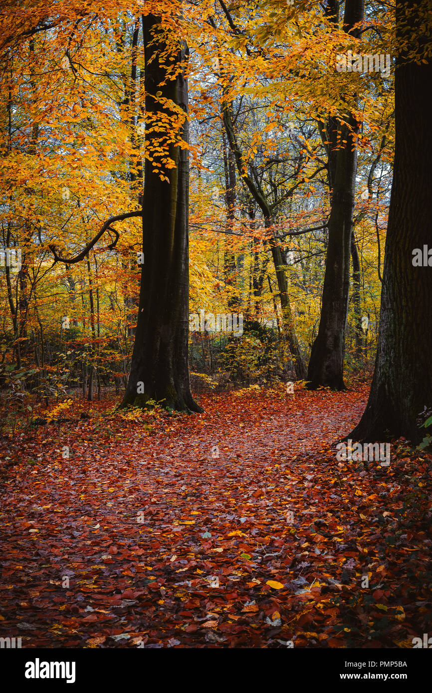 Autumn forest scene. Walking path in golden colored foliage leaf fall ...