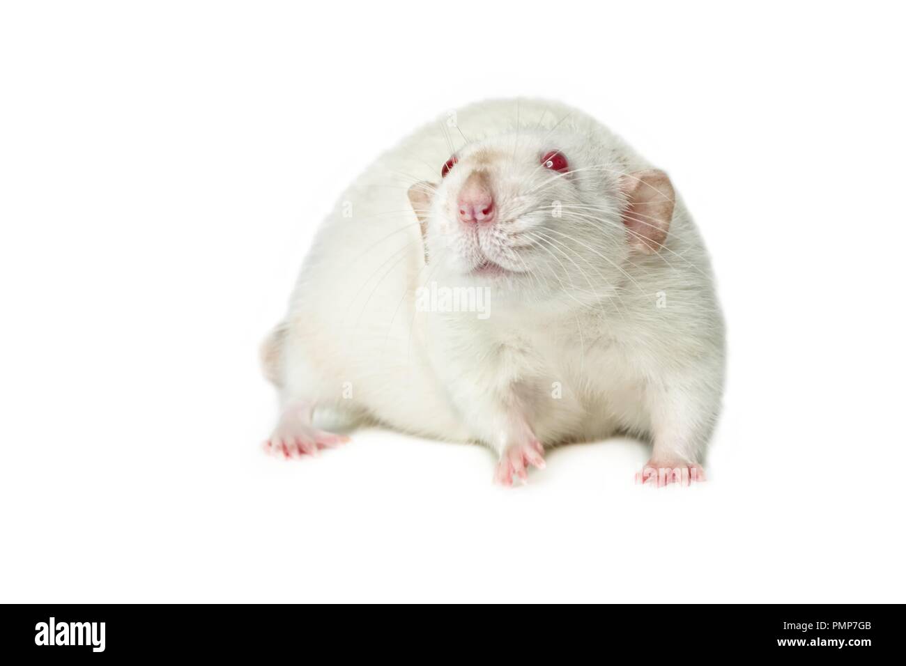Red-eyed rat isolated on a white background Stock Photo - Alamy