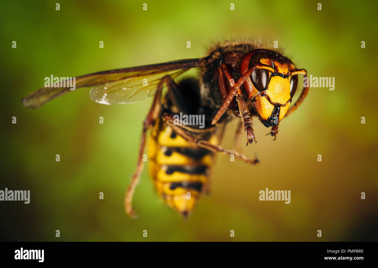 Hornet sting hi-res stock photography and images - Alamy